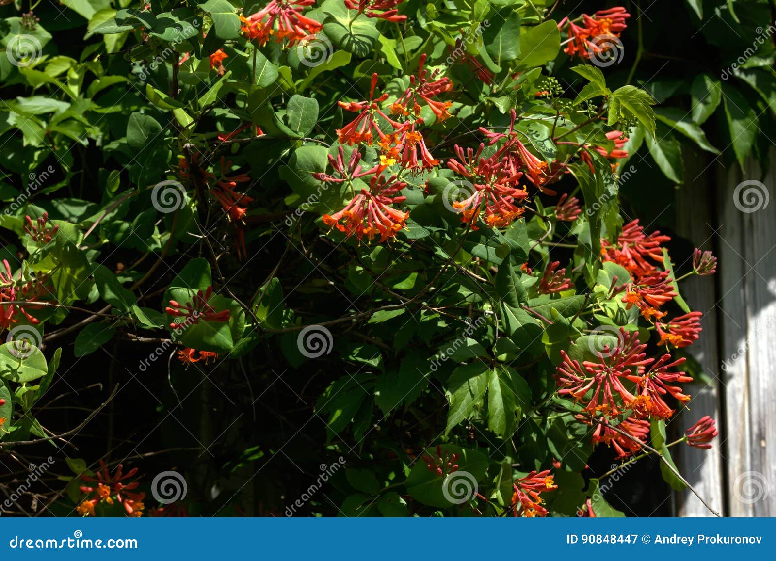 Flowering Honeysuckle. Spring. Stock Image - Image of blossom, outdoors ...