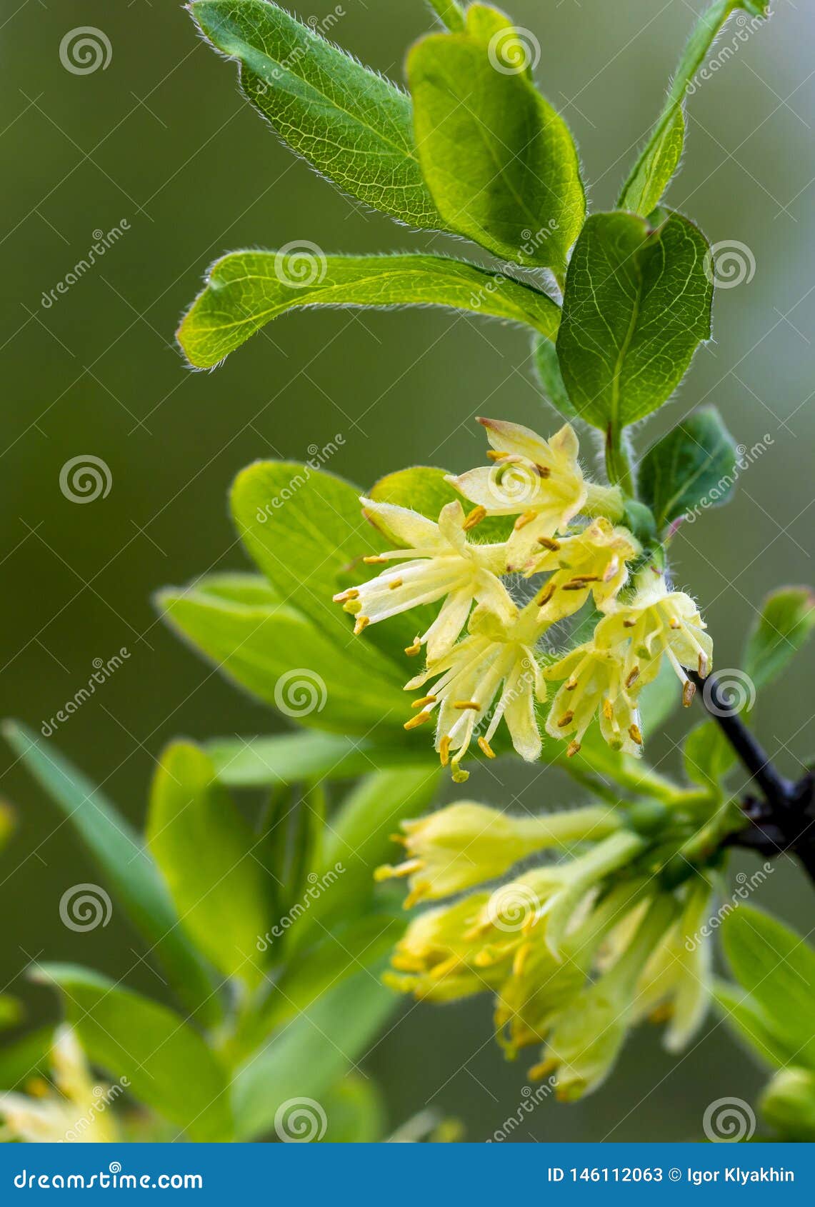 Flowering Honeysuckle, Spring, Lots of Flowers of Honeysuckle Closeup ...