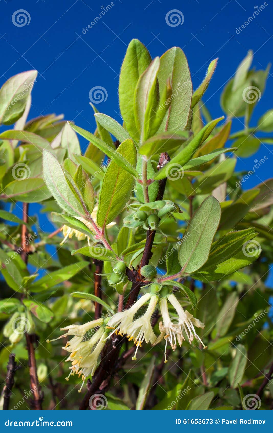 Flowering Honeysuckles on the Sky Background Stock Image - Image of ...