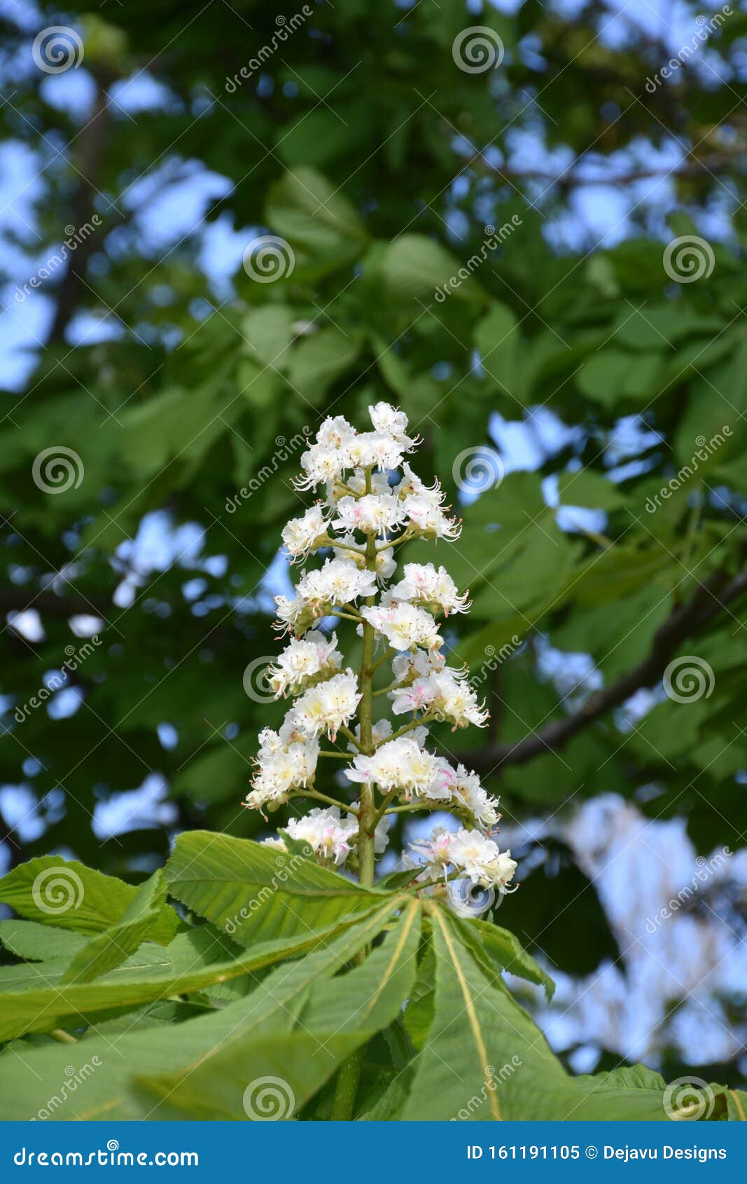 A Flowering Horse Chesnut Tree Also Known As a Conker Tree Stock Image ...
