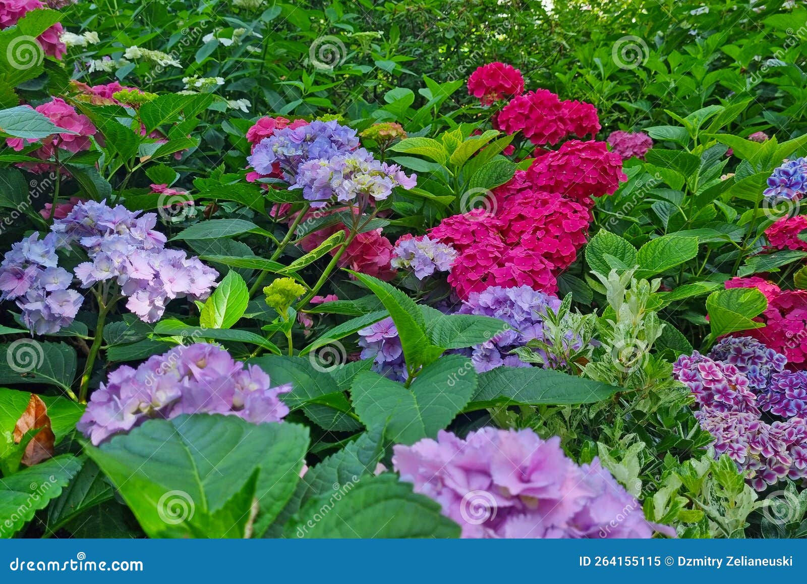 Flowering Hydrangea Gardens in the Park in the Spring. Stock Image ...