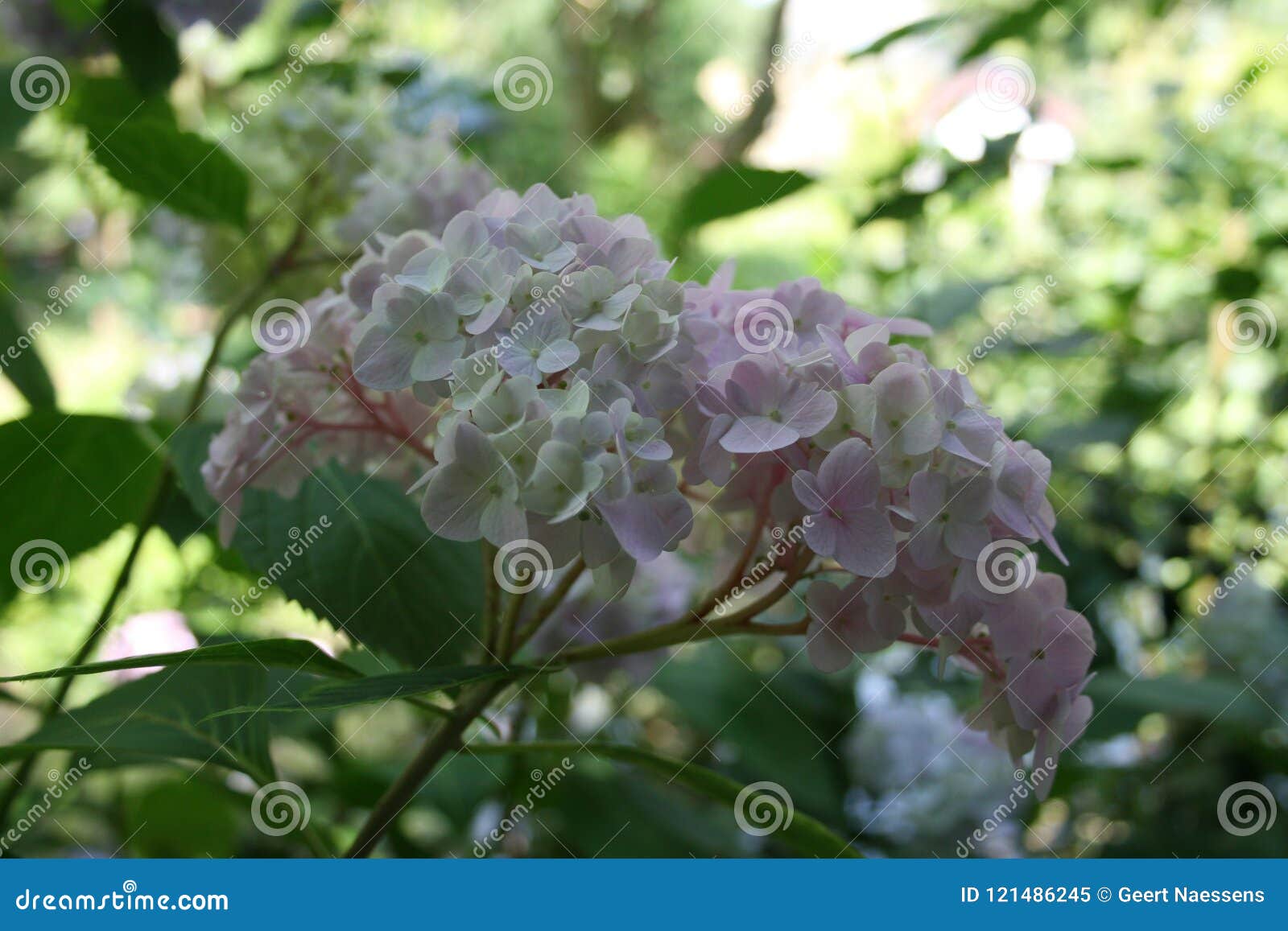 Soft Pink Hydrangea, Pink Flowering Bush Stock Image - Image of bush ...