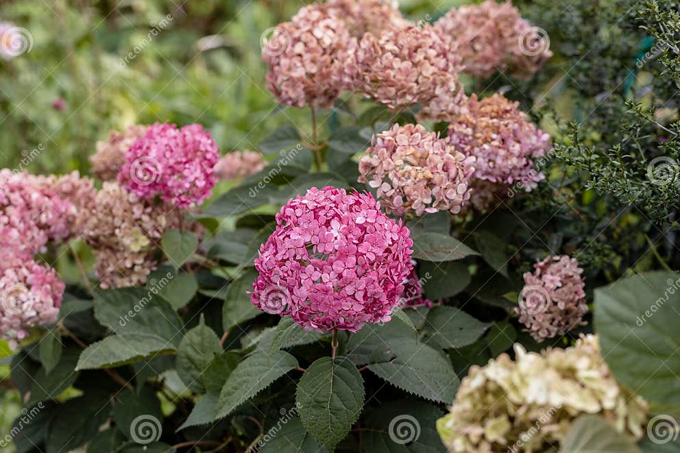 Flowering Hydrangea Tree, Hydrangea Arborescens or Candybelle Bubblegum ...