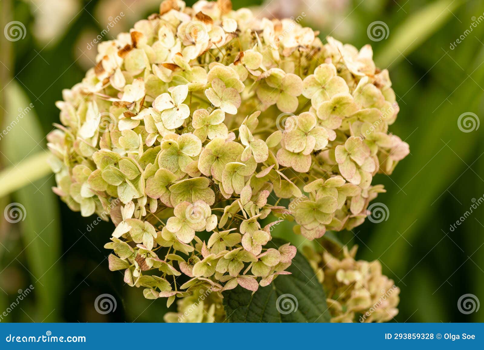 Flowering Hydrangea Tree, Hydrangea Arborescens or Candybelle Bubblegum ...