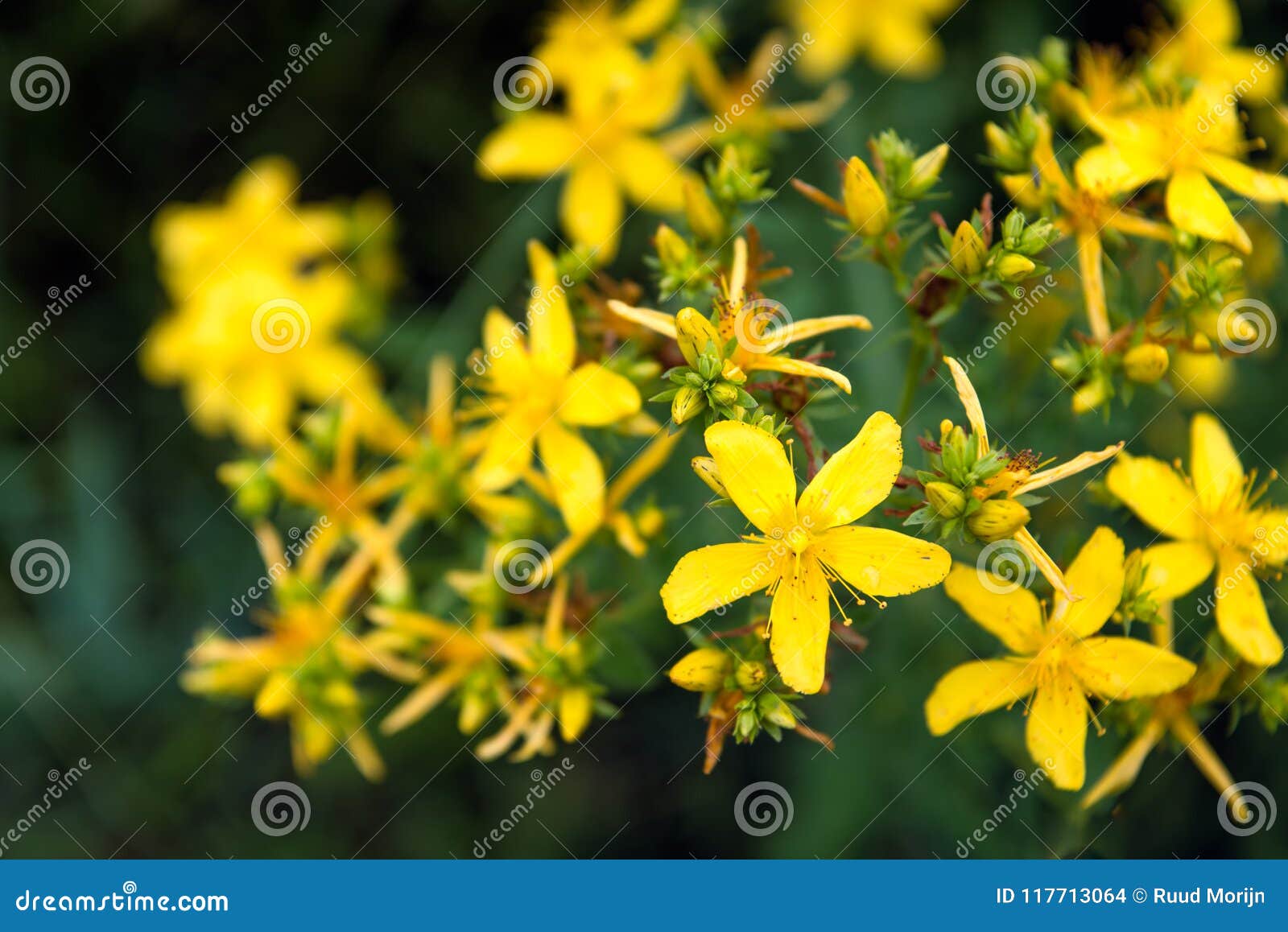 Flowering Hypericum Perforatum from Close Stock Photo - Image of flower ...