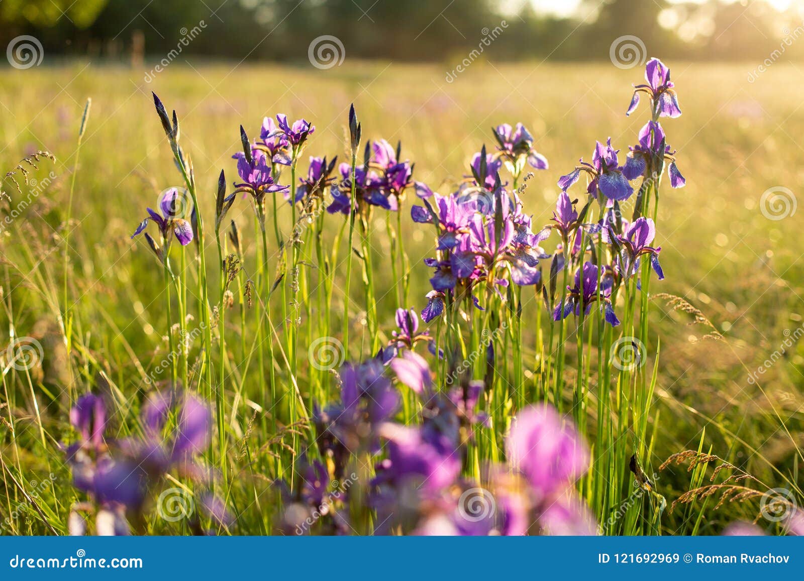 Flowering Iris in a Field at Sunset. Stock Image - Image of blooming ...
