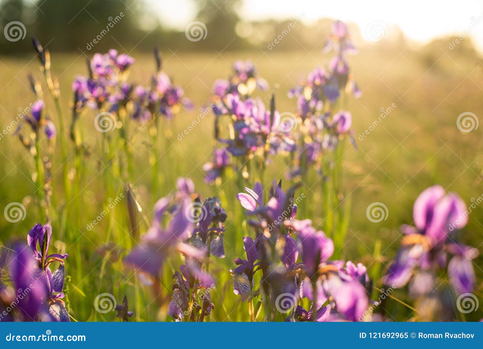 Flowering Iris in a Field at Sunset. Stock Image - Image of beauty ...