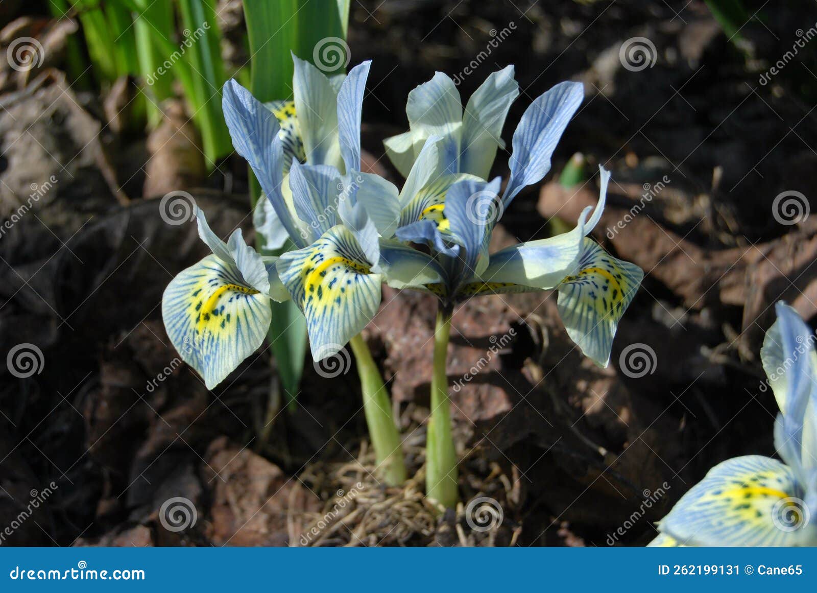 Katharine Hodgkin Iris Flowers Stock Image - Image of background ...