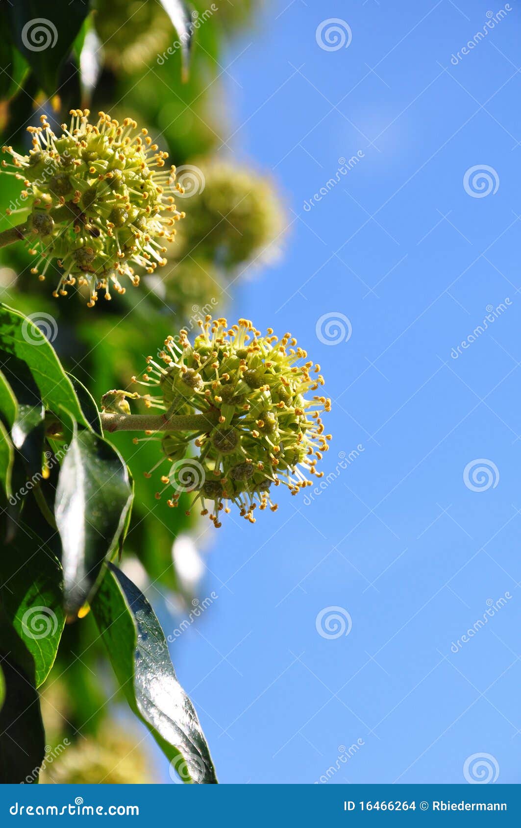 Flowering Ivy (Hedera Helix) Stock Photo - Image of leaves, botany ...