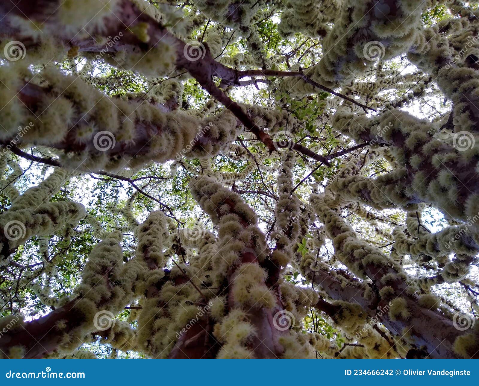 White Flowers of a Jaboticaba Tree in Bloom. Stock Photo - Image of ...