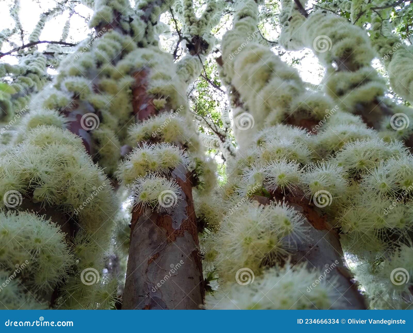 White Flowers of a Jaboticaba Tree in Bloom. Stock Photo - Image of ...
