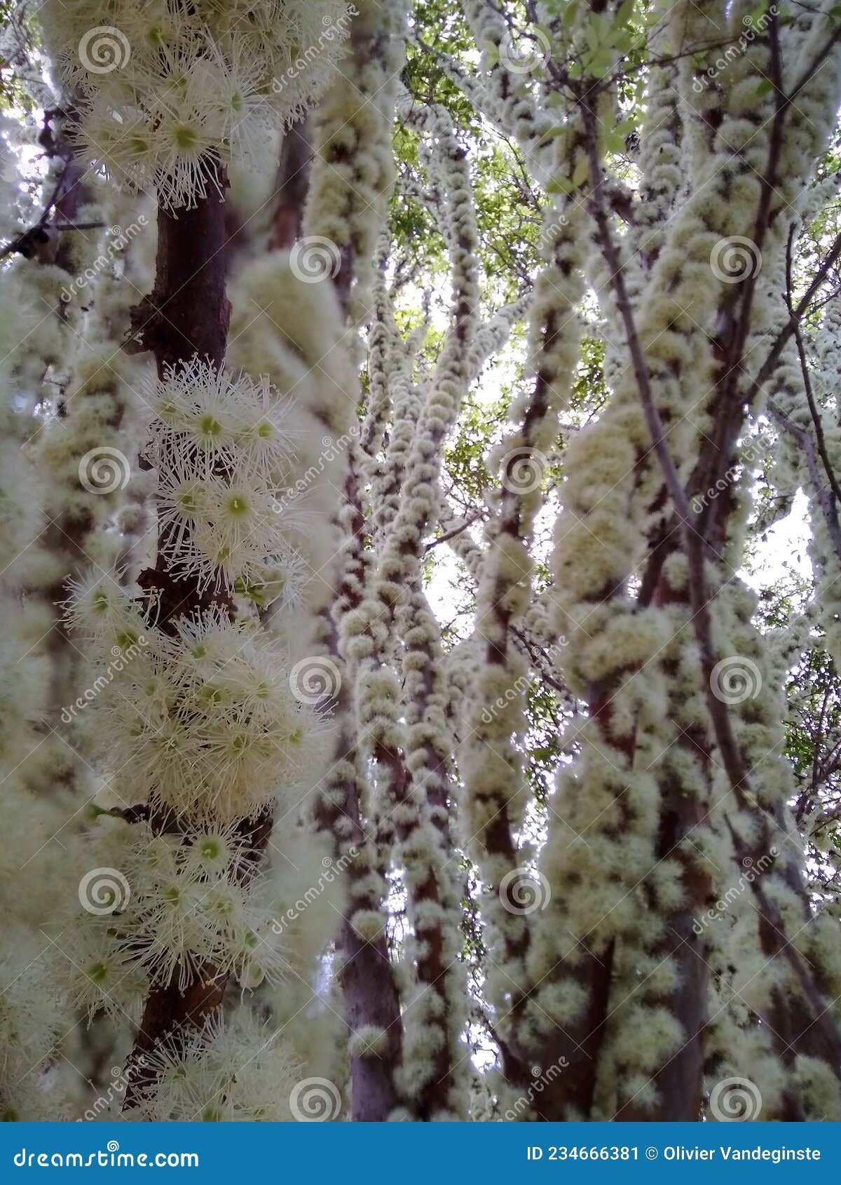 White Flowers of a Jaboticaba Tree in Bloom. Stock Image - Image of ...