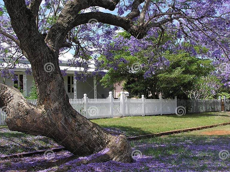 Flowering Jacaranda stock photo. Image of tree, white, picket - 324404