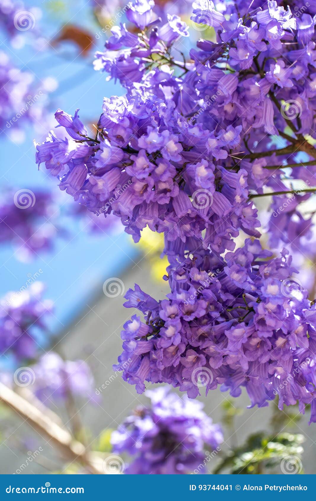 Flowering Jacaranda Branches on the Sky Background Stock Image - Image ...