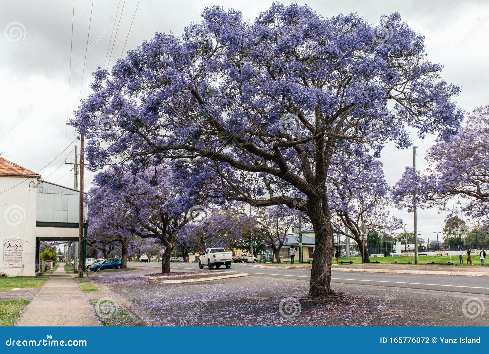 Flowering Jacaranda Tree Royalty-Free Stock Image | CartoonDealer.com ...