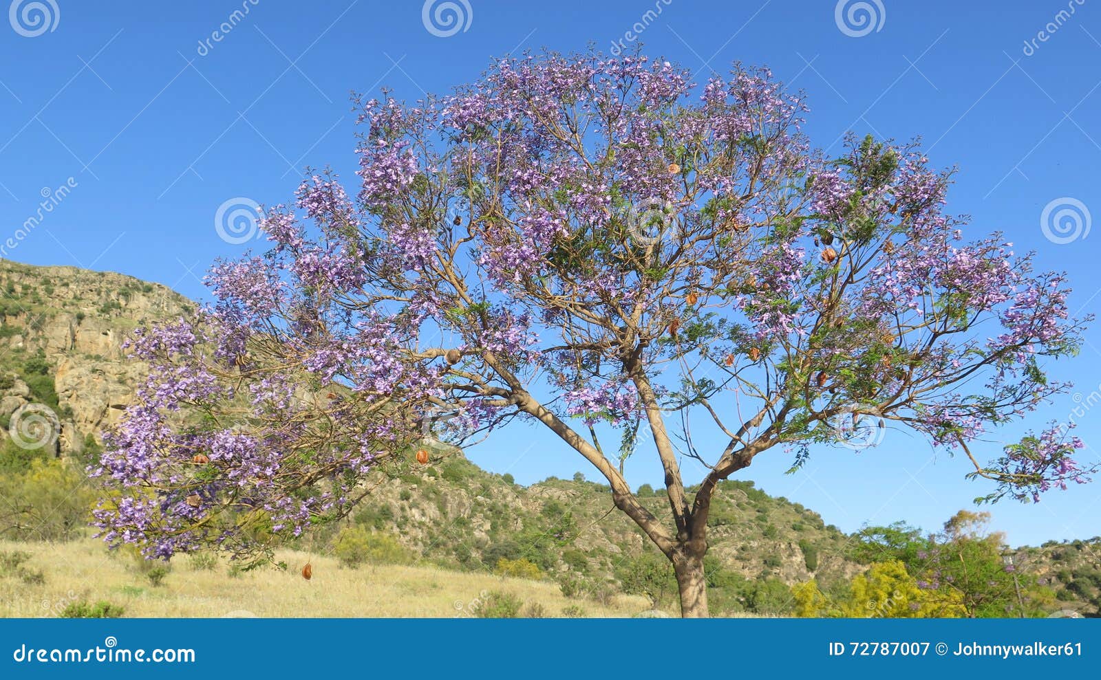 Flowering Jacaranda Tree stock image. Image of green - 72787007
