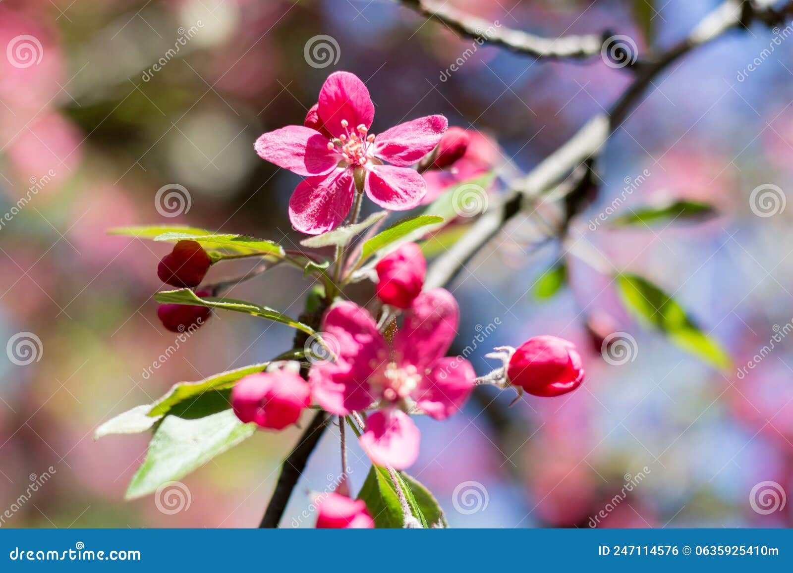 Flowering Japanese Apple Tree in Spring Stock Photo - Image of beauty ...