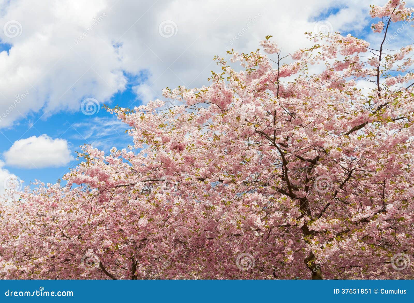 Flowering Japanese Cherry Trees. Prunus Serrulata. Stock Image - Image ...