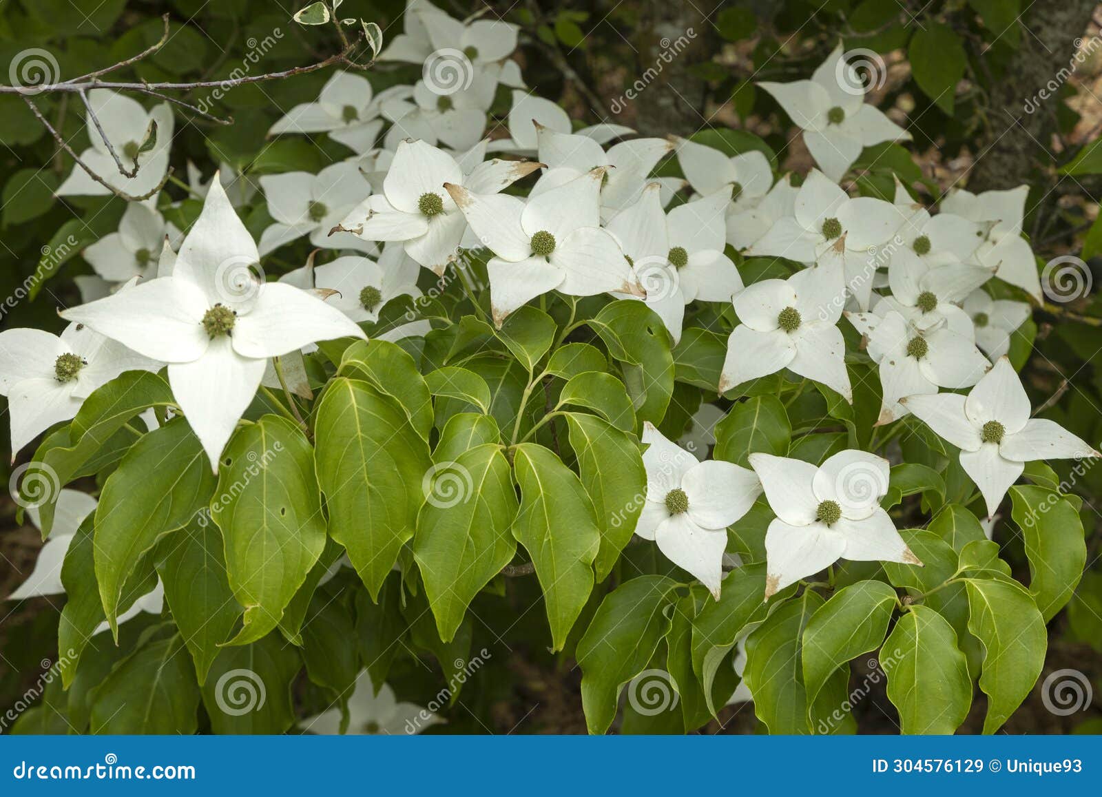 Flowering of Japanese Dogwood Cornus Kousa Stock Image - Image of ...