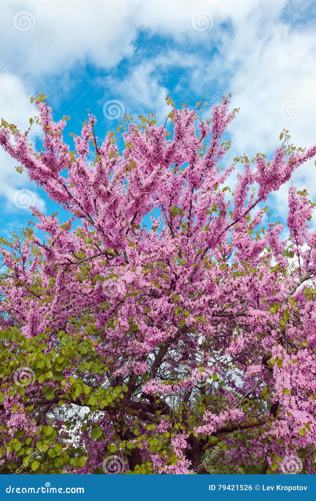 Flowering Judas Tree stock photo. Image of cercis, flora - 79421526