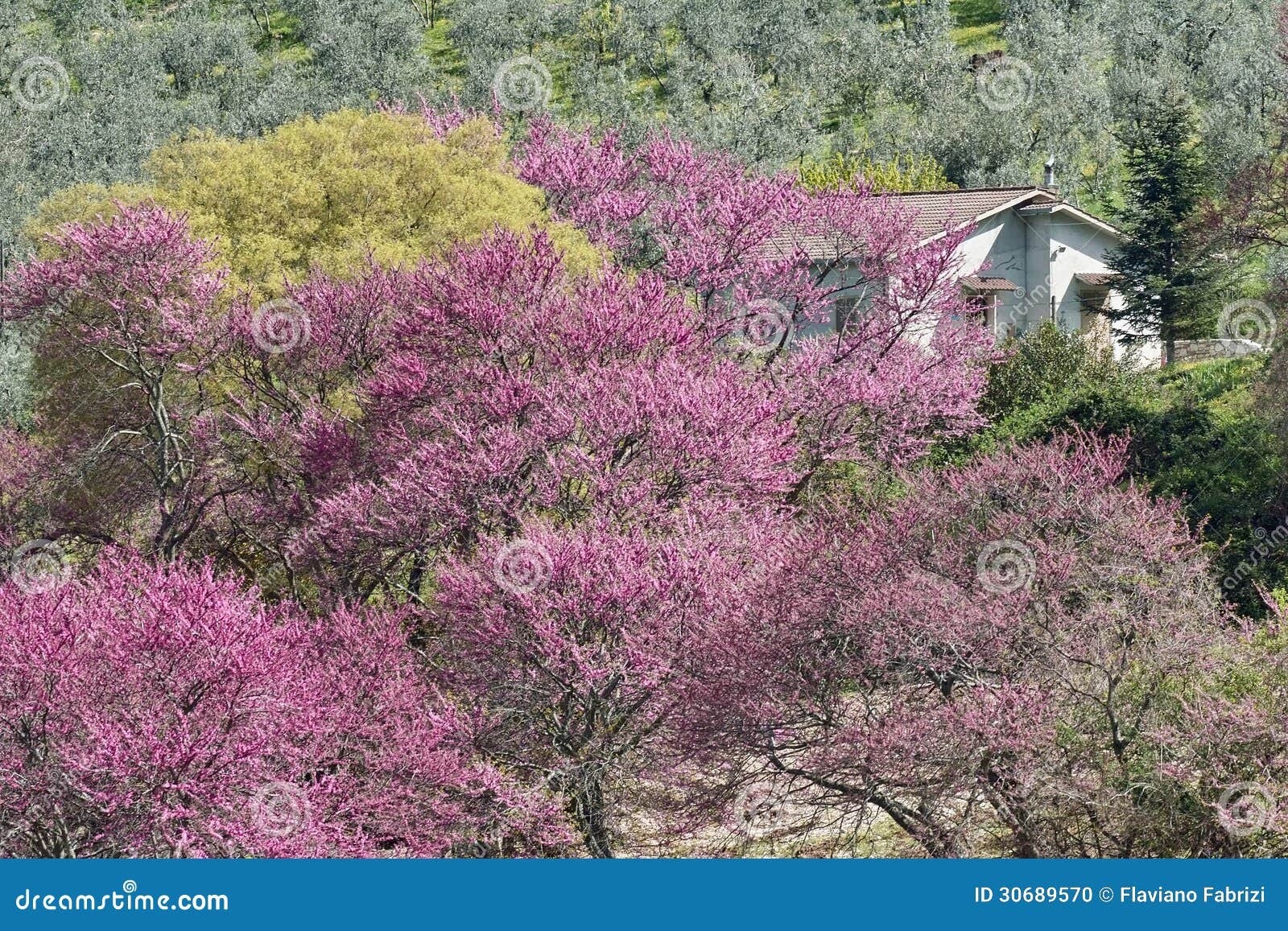 Flowering Judas trees stock photo. Image of pink, tree - 30689570