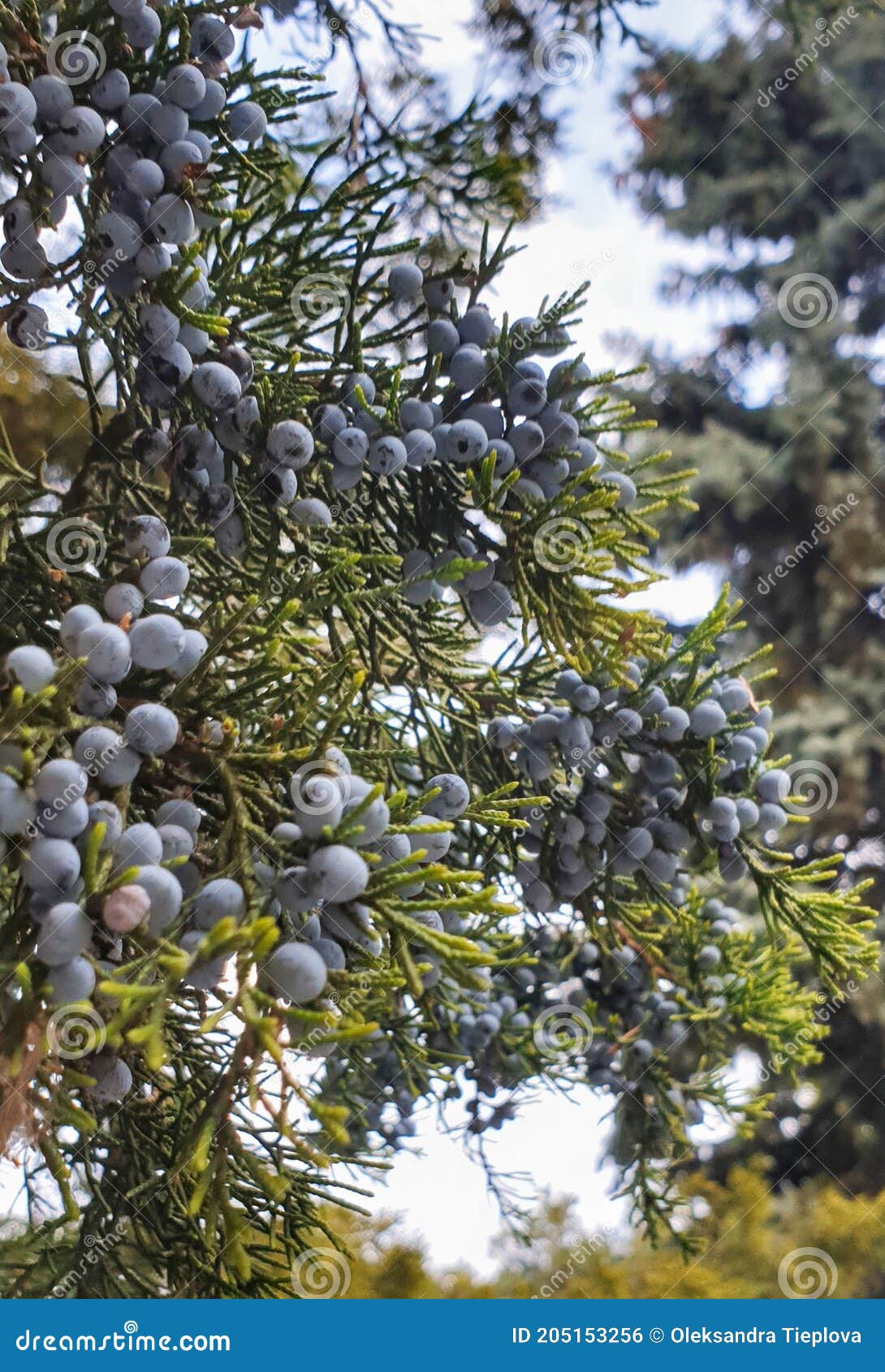Flowering juniper tree stock photo. Image of winter - 205153256