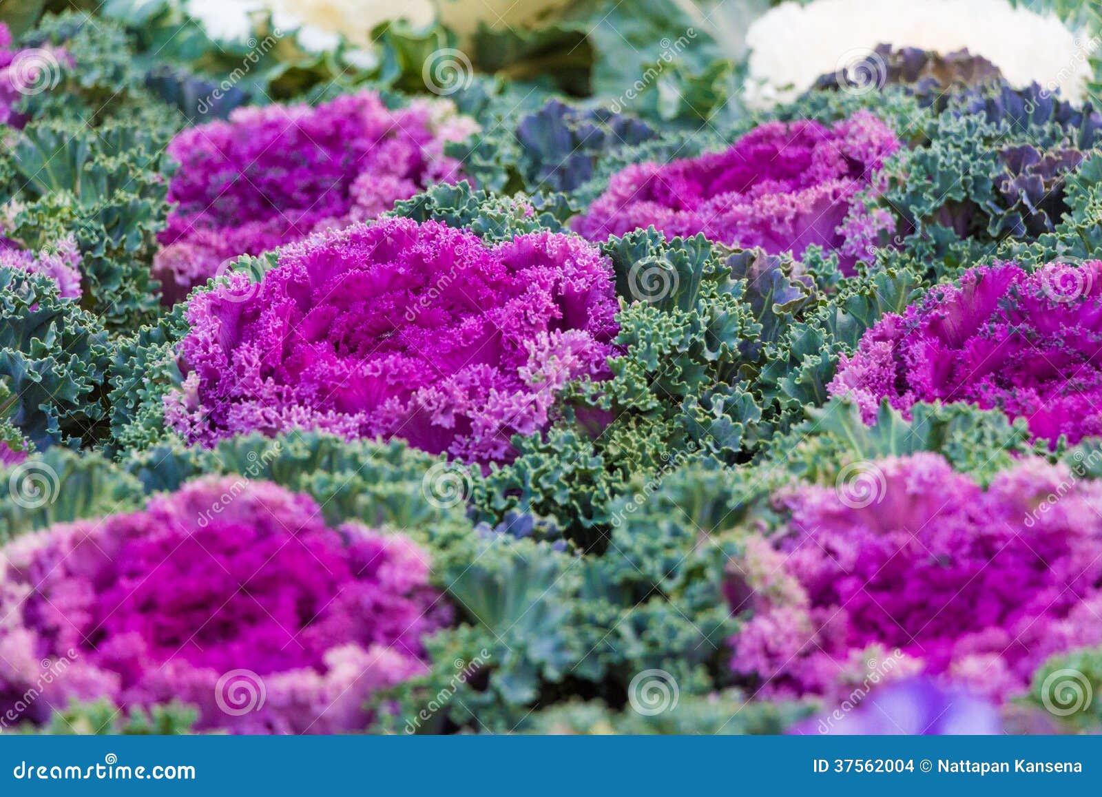 Flowering kale stock photo. Image of color, oleracea - 37562004