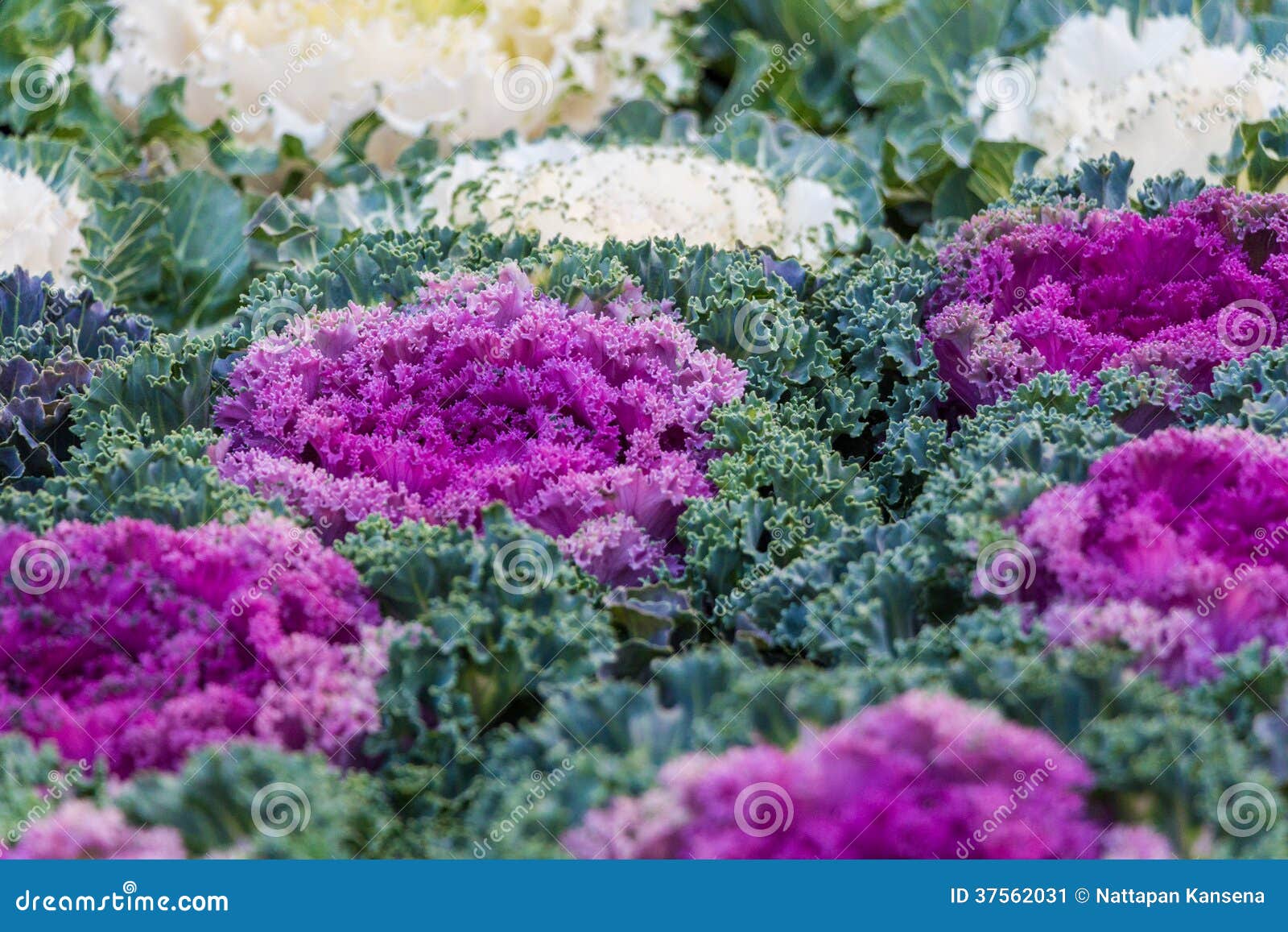 Flowering kale stock image. Image of cauliflower, pastel - 37562031