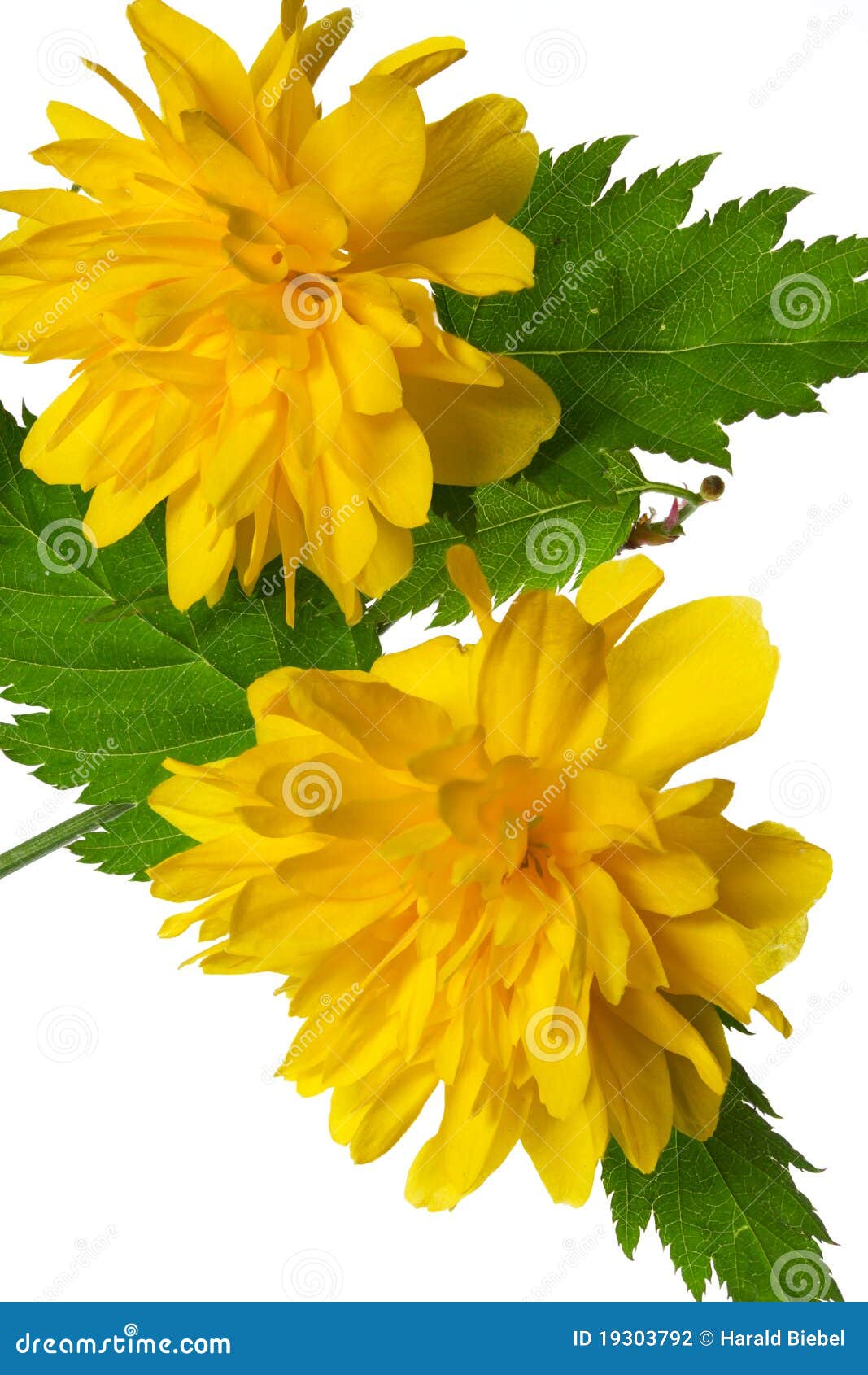 Kerria Japonica, Also Known As The Japanese Marigold Bush Royalty-Free ...