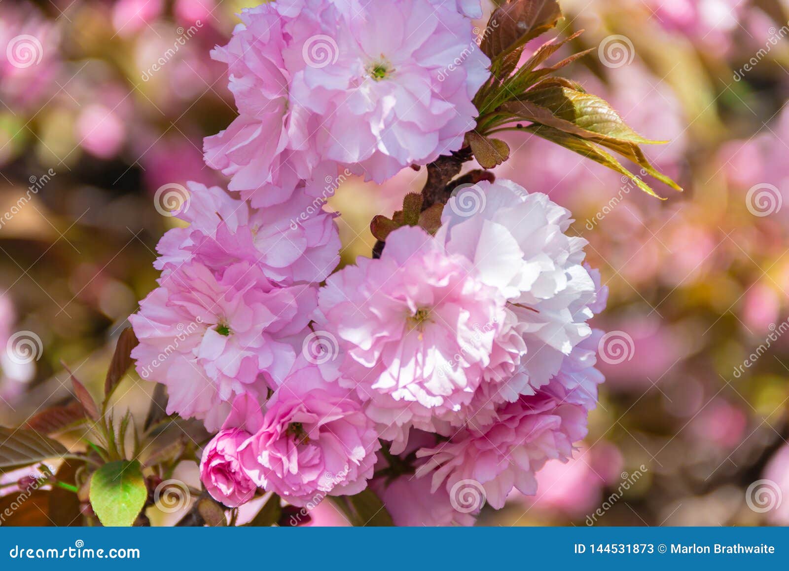 A Flowering Kwanzan Cherry Tree in Springtime with Blossoms. Stock ...