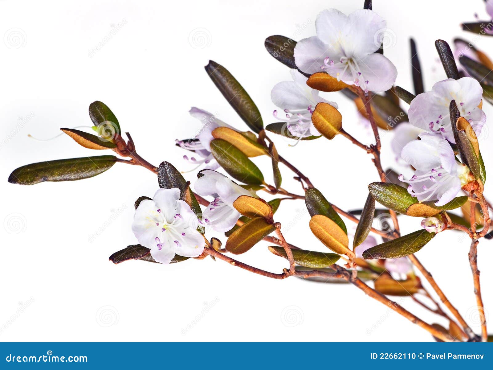 Flowering ledum stock photo. Image of nectariferous, evergreen - 22662110