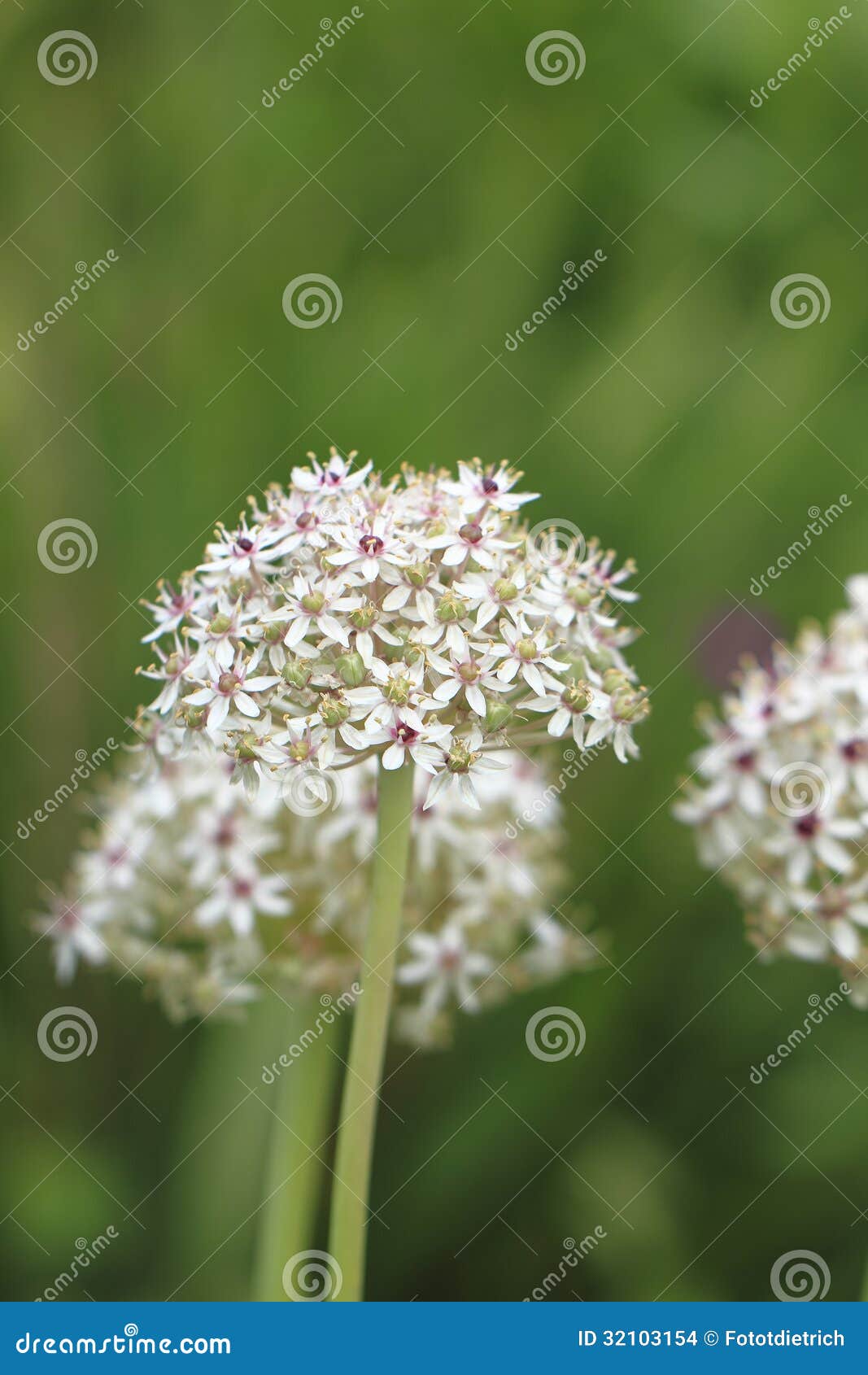 Flowering Leek stock photo. Image of bloom, beauty, head - 32103154