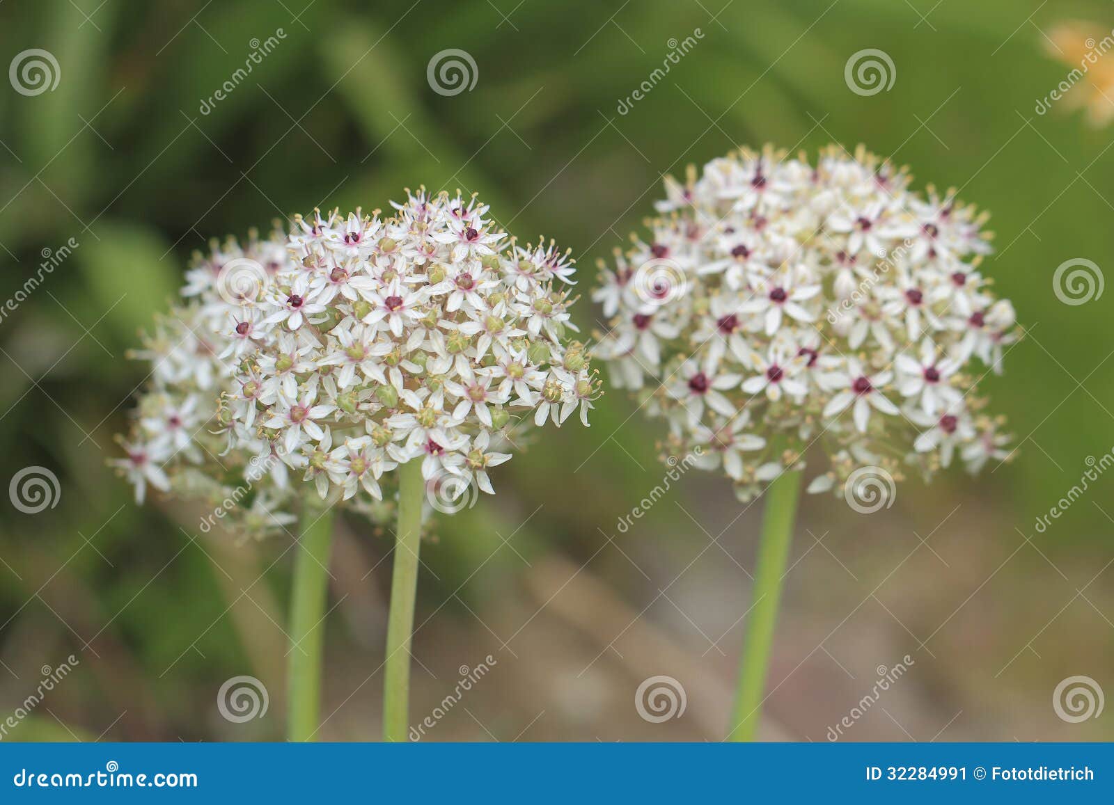 Flowering Leek stock image. Image of head, fresh, blossom - 32284991