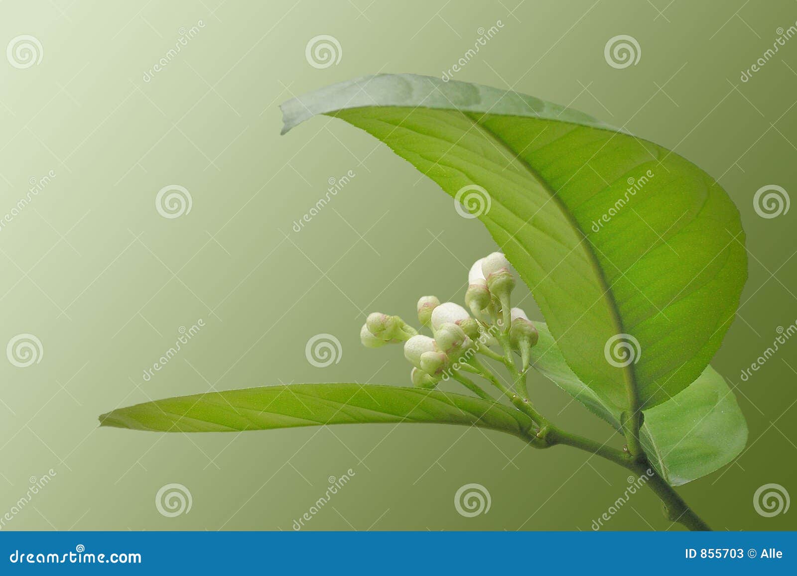 Flowering Lemon stock image. Image of green, blossoming - 855703