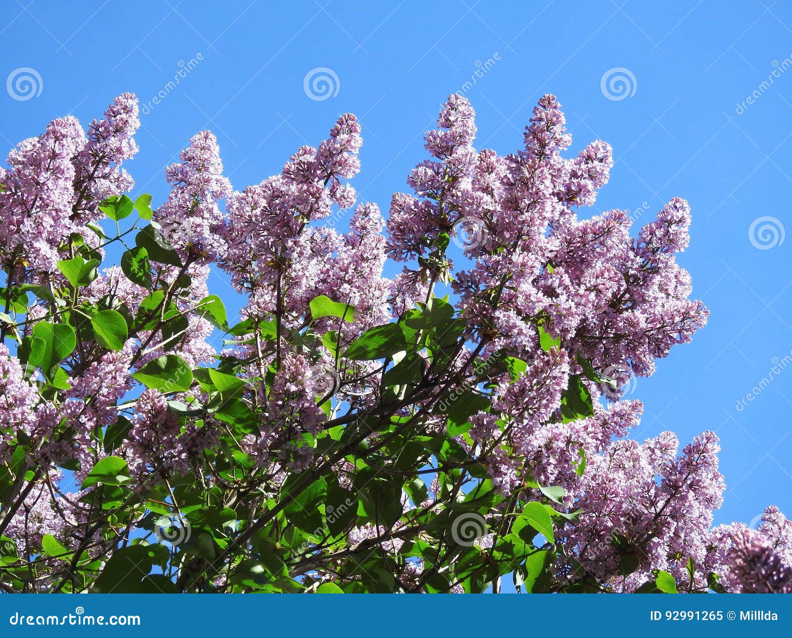 Flowering lilac bush stock image. Image of flower, violet - 92991265