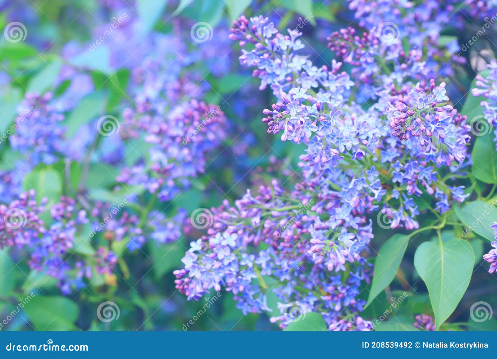 Flowering Lilac Trees in the Park Stock Photo - Image of lilac, nature ...