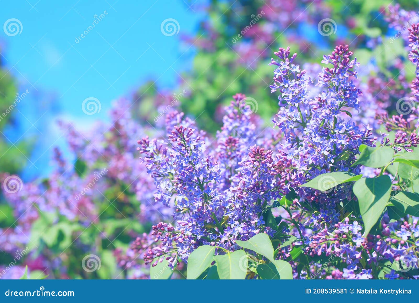 Flowering Lilac Trees in the Park Stock Image - Image of leaf, close ...