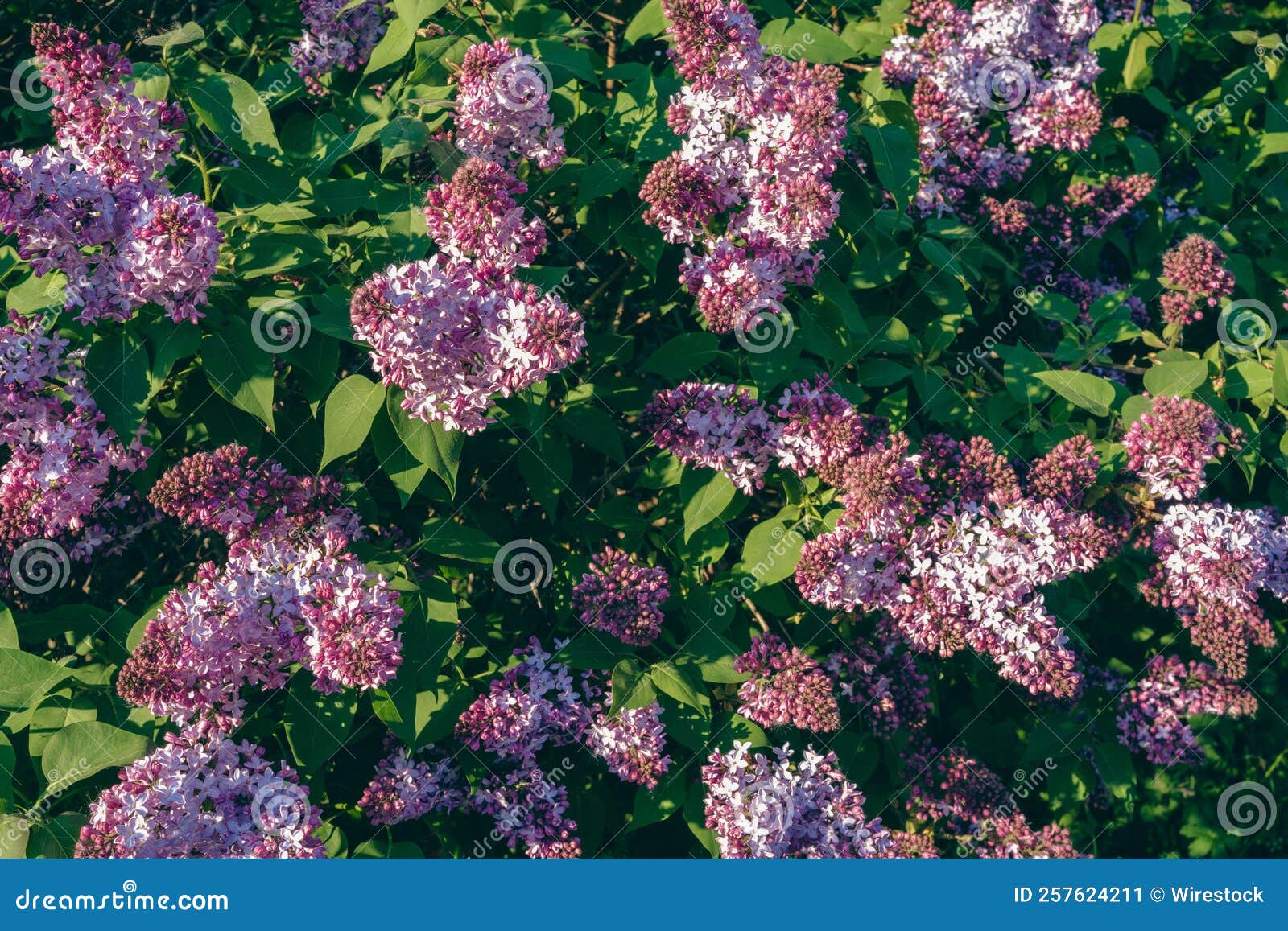Flowering Lilacs in the Sun Stock Image - Image of lilacs, vulgaris ...