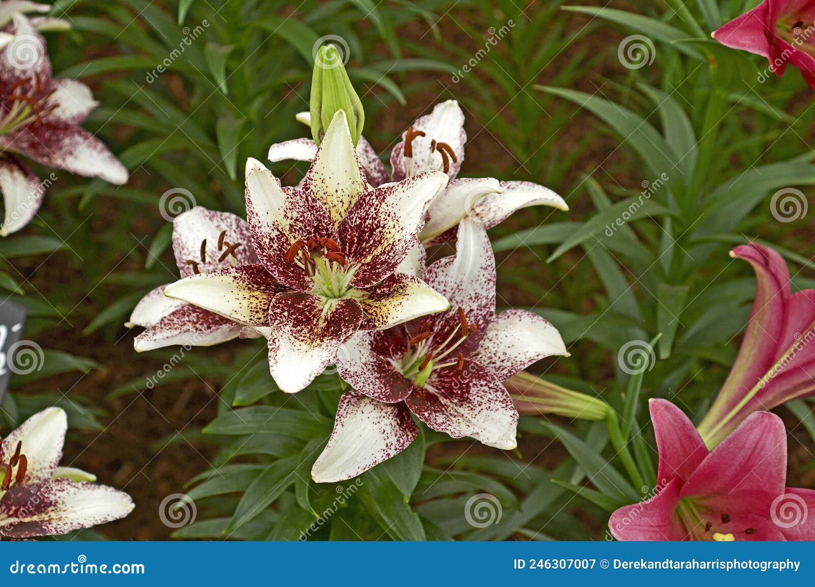 Flowering Lilium Burgundy Splash Stock Image - Image of bordere, splash ...