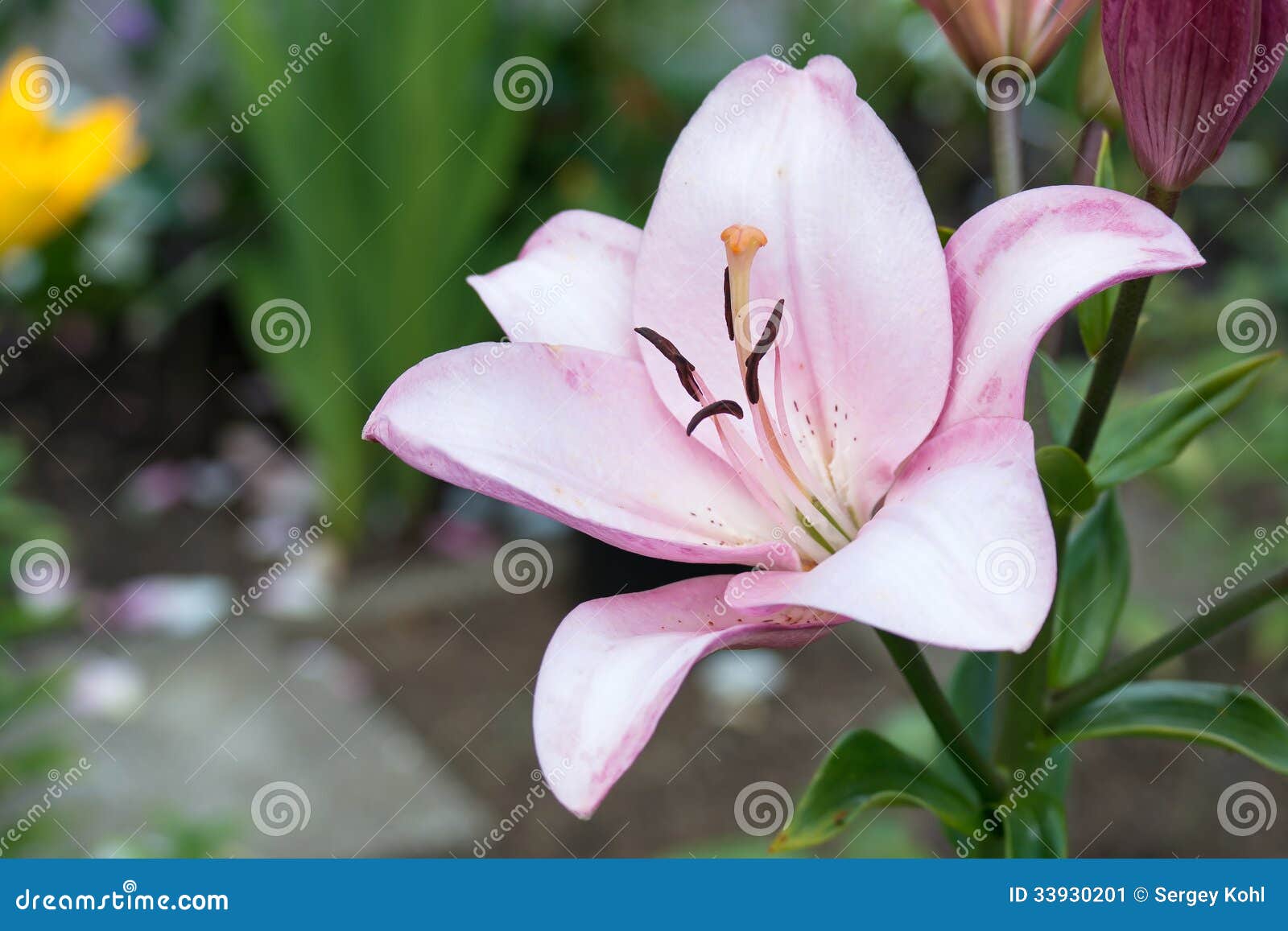 Flowering of Lilium. stock image. Image of beauty, backgrounds - 33930201