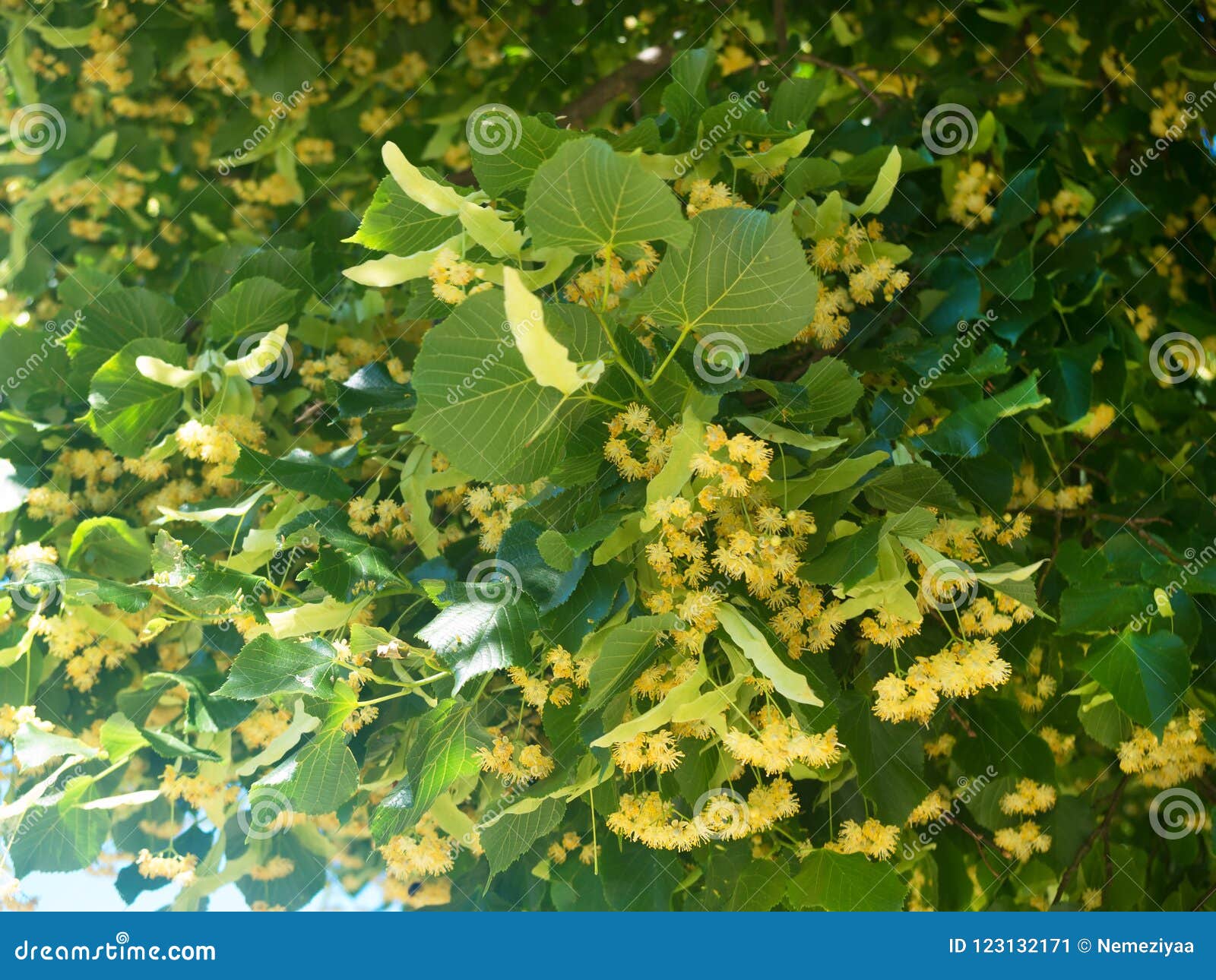 A flowering Linden tree stock image. Image of foliage - 123132171