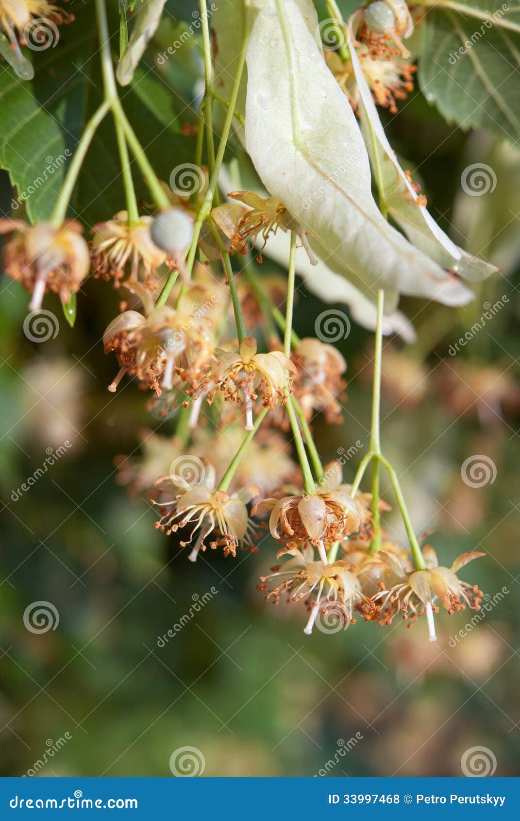 Flowering of linden-tree stock photo. Image of white - 33997468
