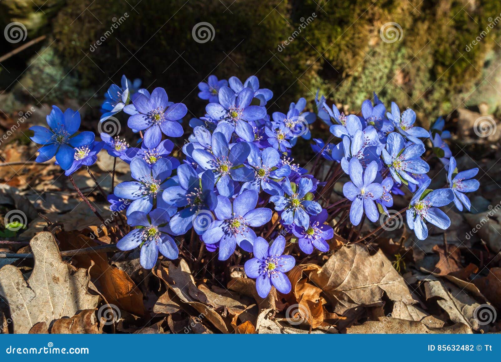 Flowering Liverwort Flowers Stock Photo - Image of blue, blossoming ...