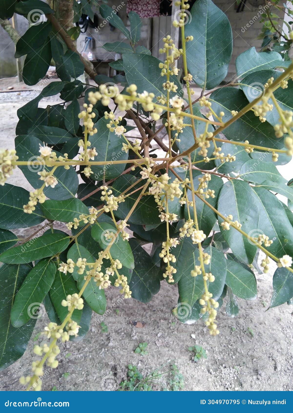 Flowering Longan Fruit Trees, Asean Fruit Stock Image - Image of ...