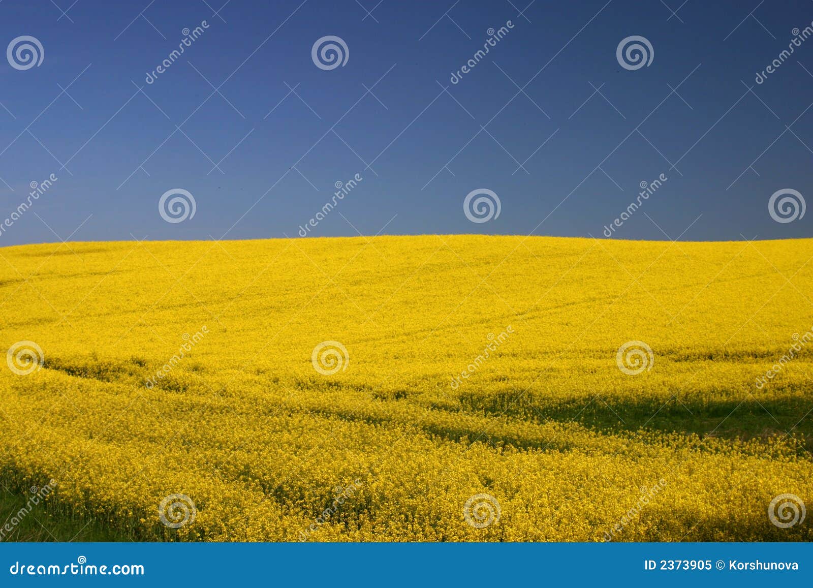 Flowering lucerne stock image. Image of flowers, green - 2373905