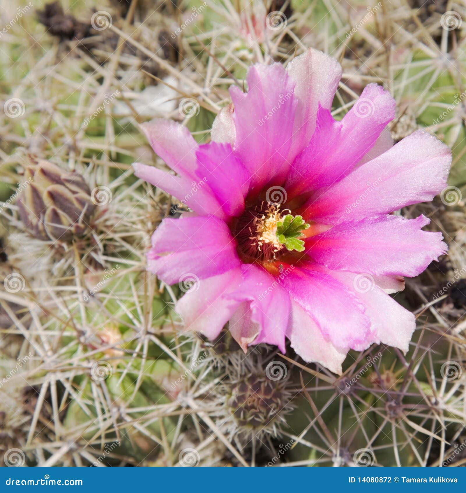 Flowering magenta cactus stock photo. Image of large - 14080872