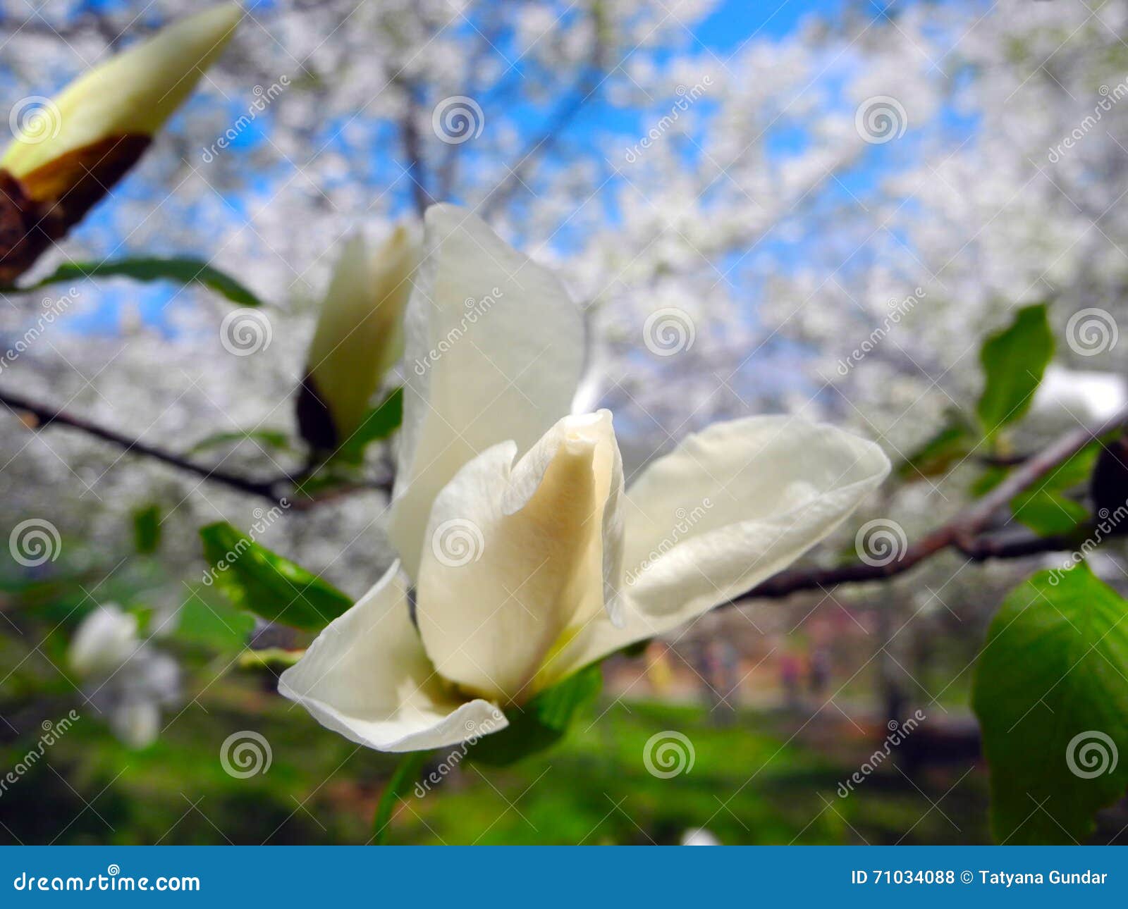 Flowering Magnolia in Spring. Stock Photo - Image of beautiful ...