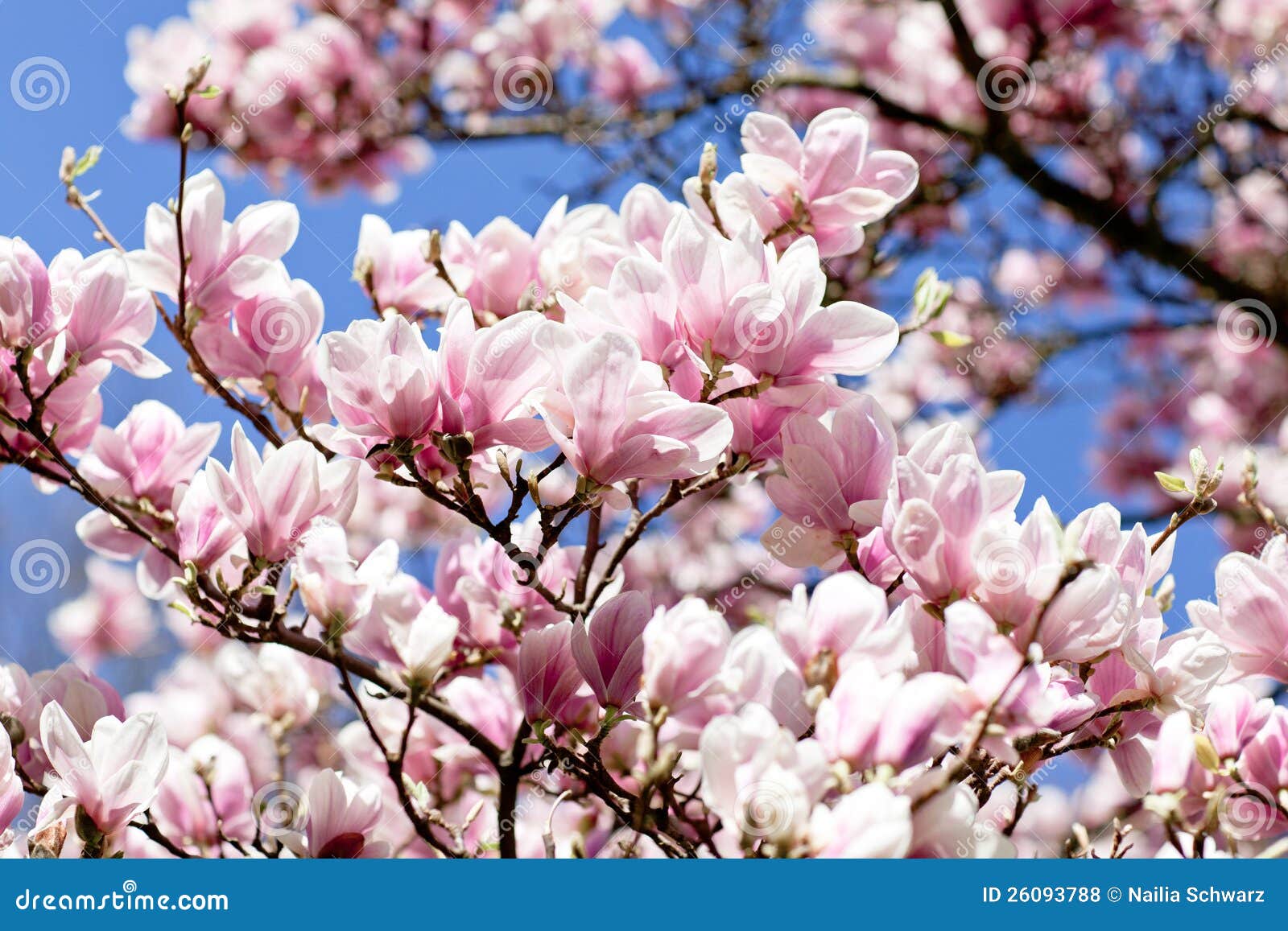 Flowering magnolia tree stock photo. Image of longevity - 26093788