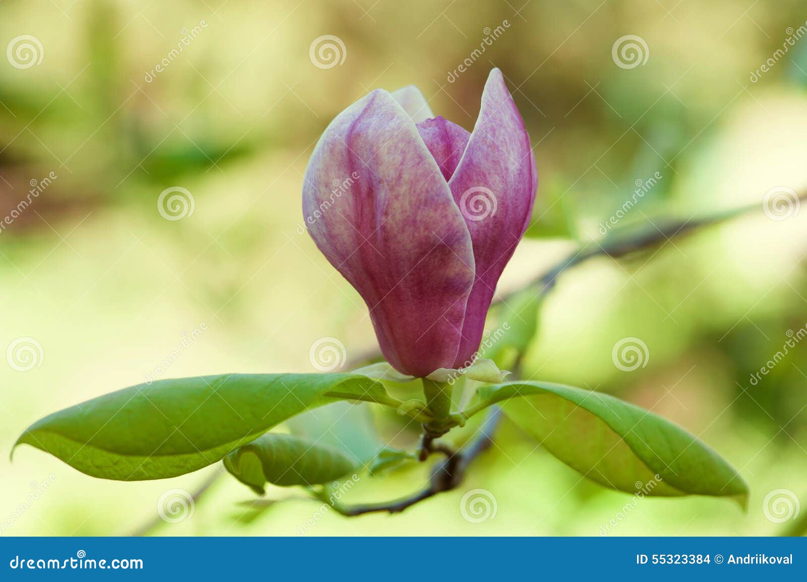 Flowering magnolia stock photo. Image of background, fragrant - 55323384