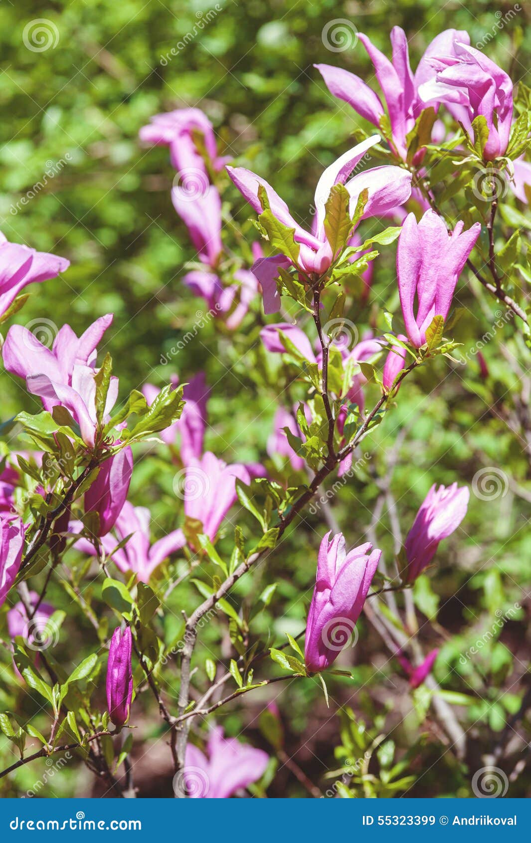 Flowering magnolia stock image. Image of closeup, gardening - 55323399